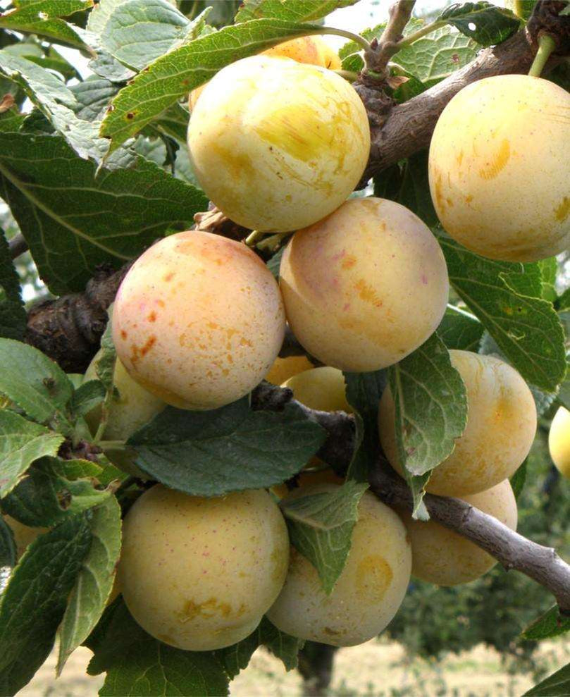 European Plum Trees — Raintree Nursery