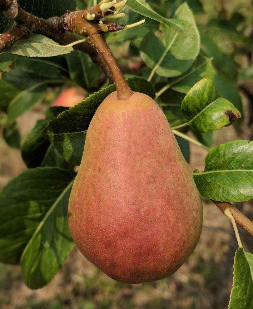 Rescue European Pear — Raintree Nursery