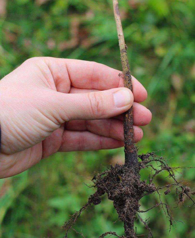 Rootstock - Raintree Nursery