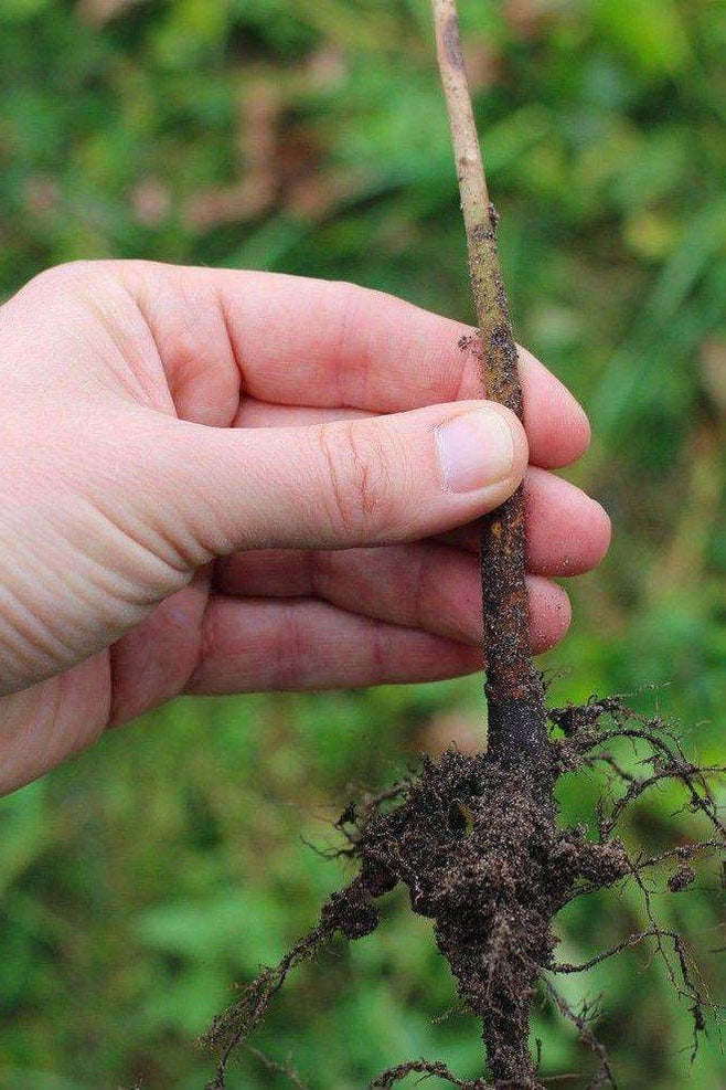 Mazzard Cherry Rootstock — Raintree Nursery