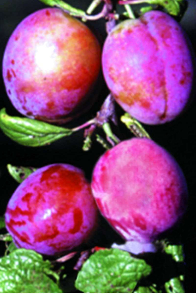 Rosy Gage™ European Plum — Raintree Nursery