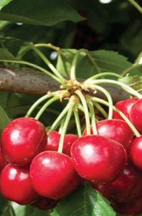 Royal Crimson Cherry - Dwarf — Raintree Nursery