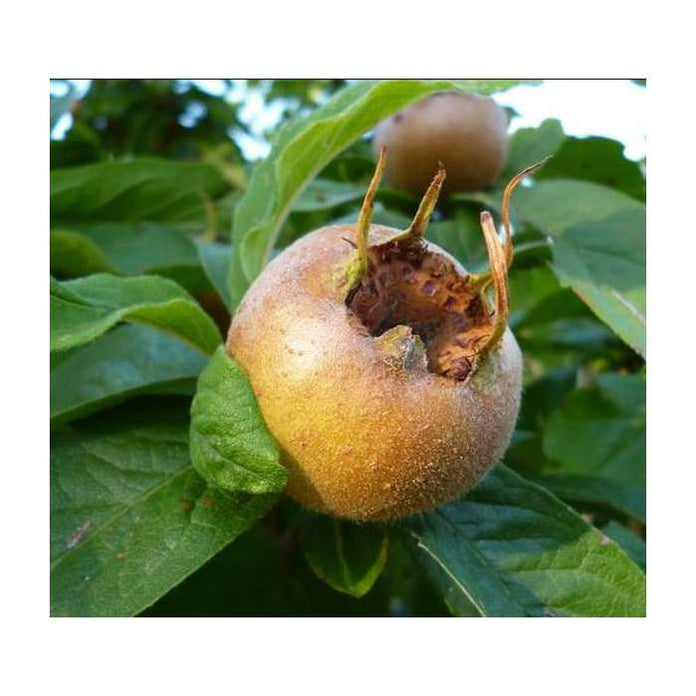Medlar Trees — Raintree Nursery