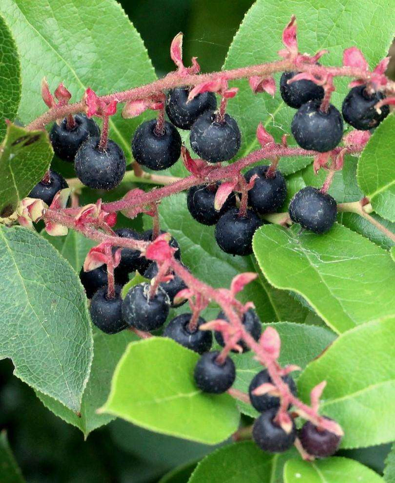 PNW Native Berries