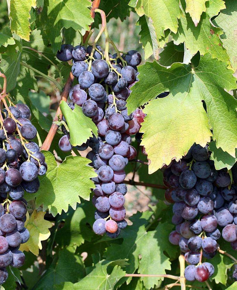 Table Grapes — Raintree Nursery