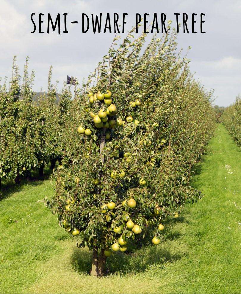 Yellow Huffcapp European Perry Pear — Raintree Nursery