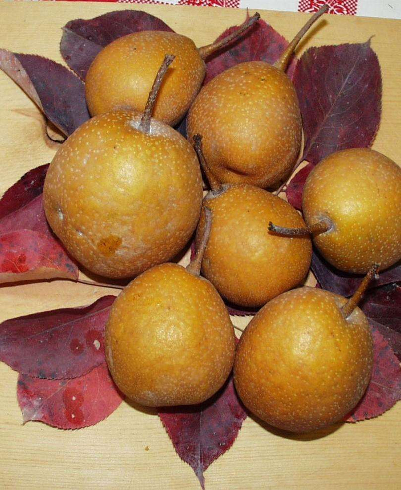 Seuri Asian Pear — Raintree Nursery