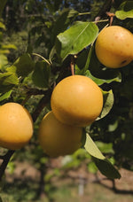 Shinseiki Asian Pear — Raintree Nursery