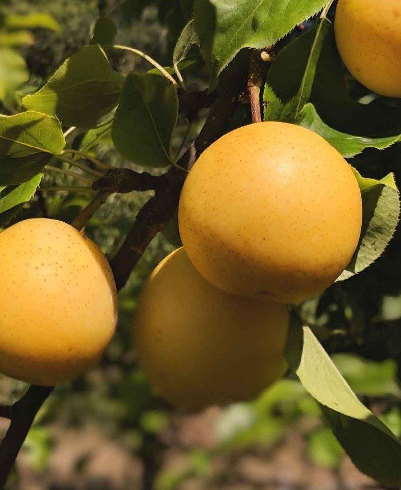 Combo Asian Pear Tree (3 Varieties) — Raintree Nursery