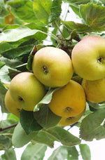Shipova European Pear — Raintree Nursery