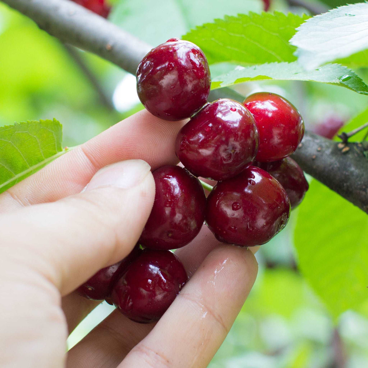 Combination Cherry Tree (5 varieties) — Raintree Nursery