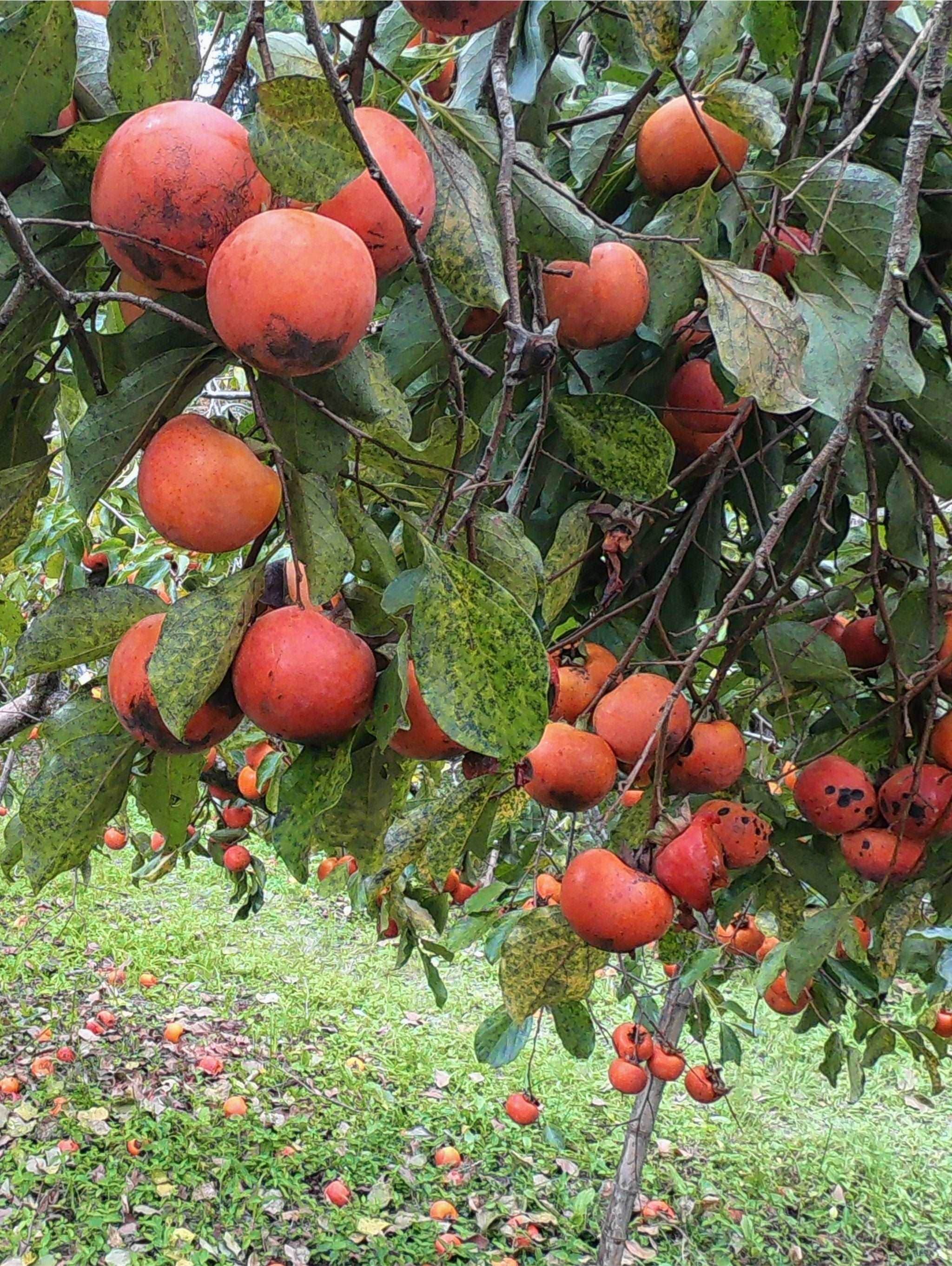 Buy Persimmon Trees