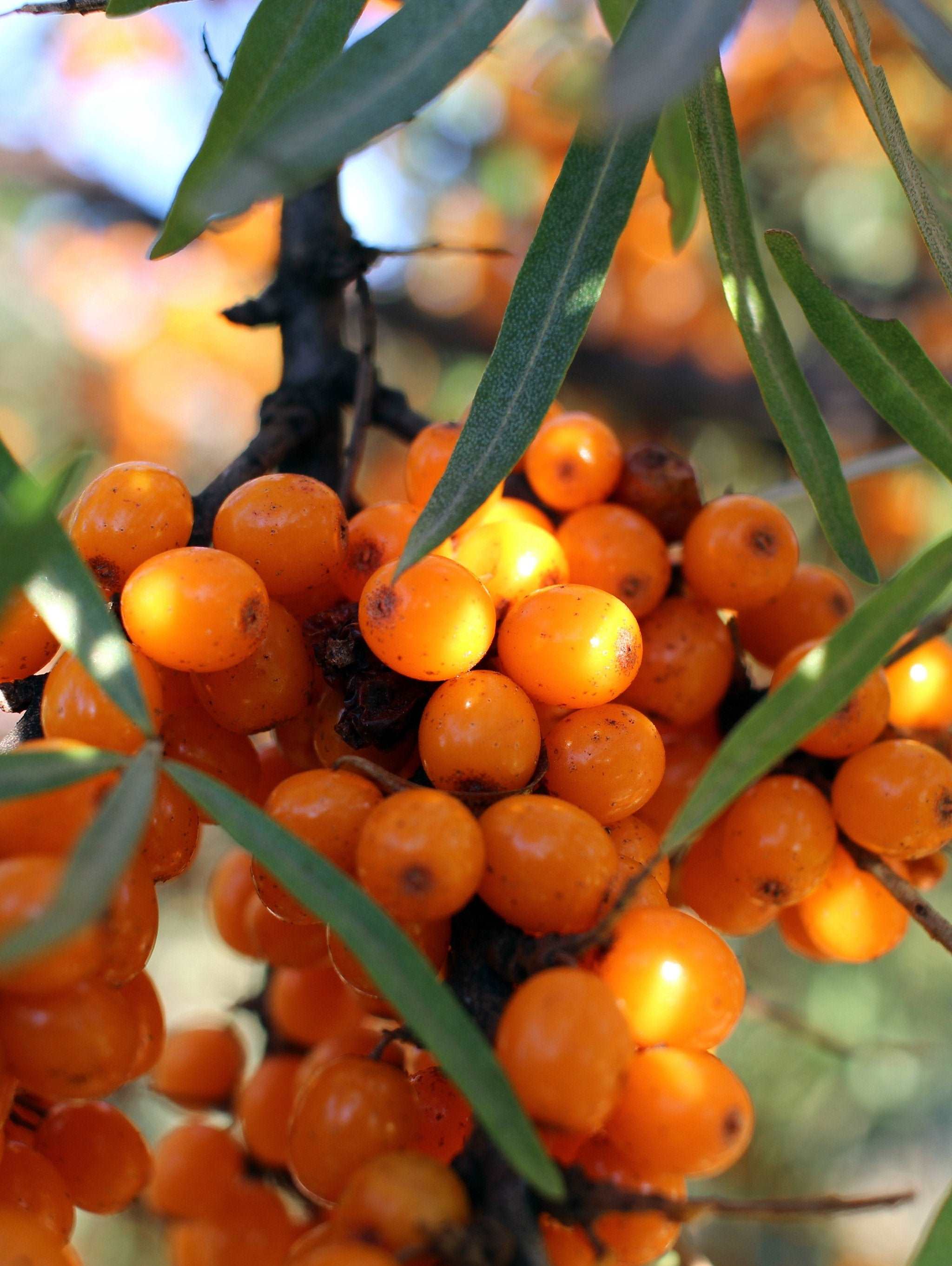 Seaberry plants for sale online — Raintree Nursery