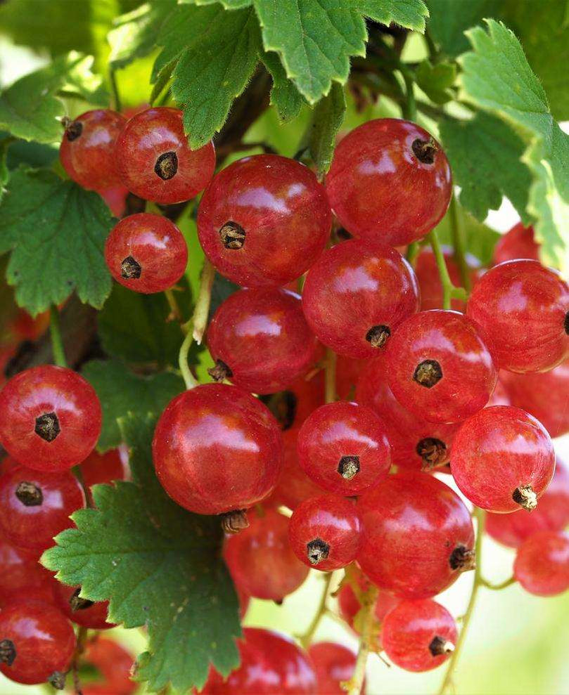 Currant Plants For Sale from Raintree Nursery