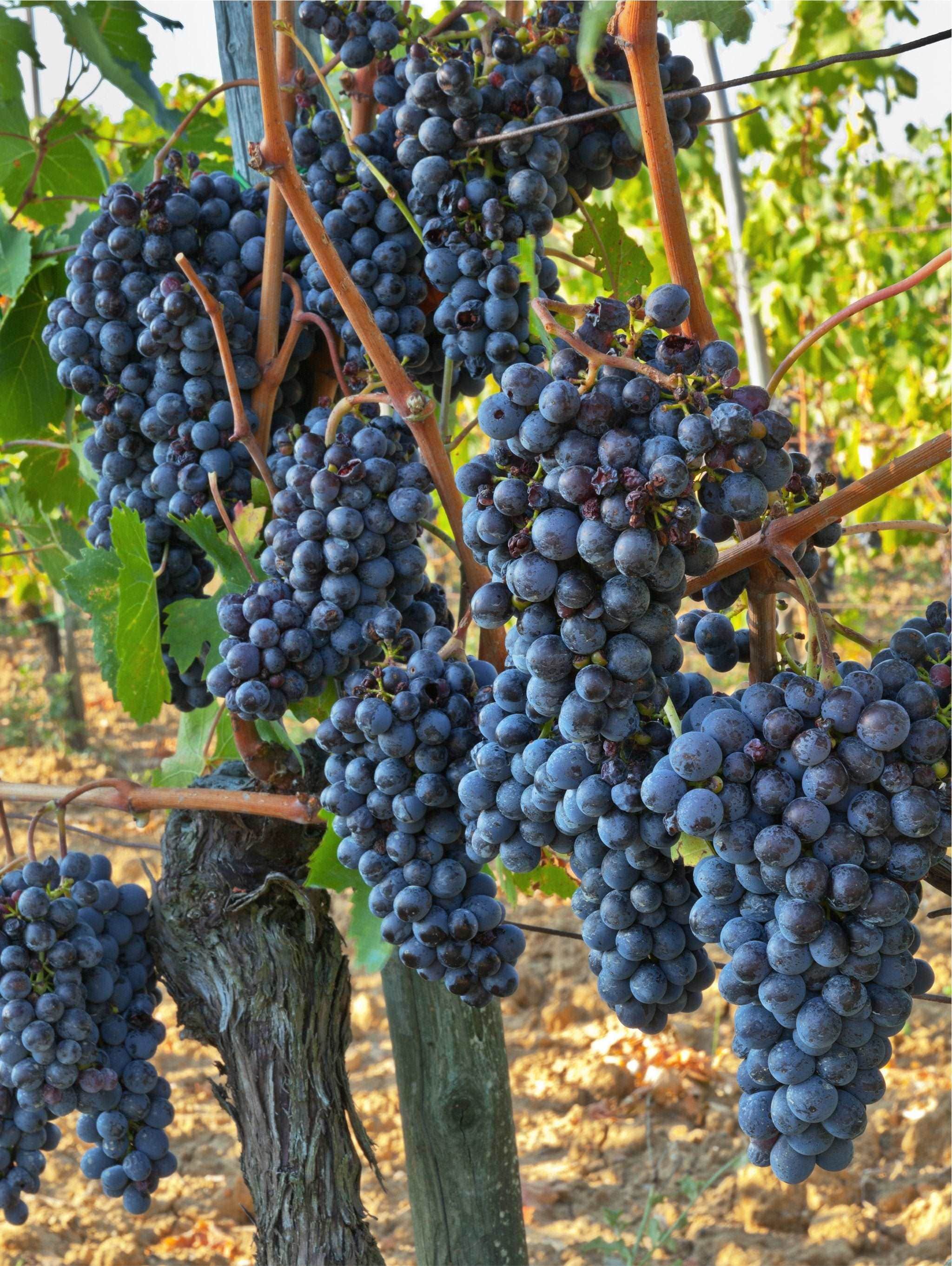 Table Grapes — Raintree Nursery
