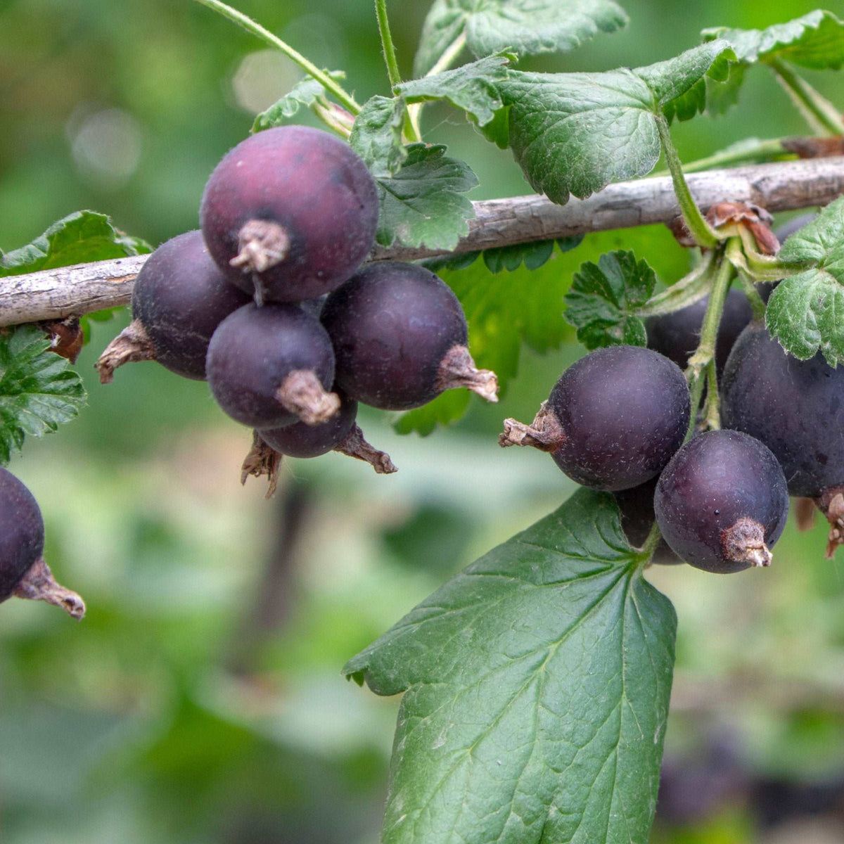 Jostaberry — Raintree Nursery
