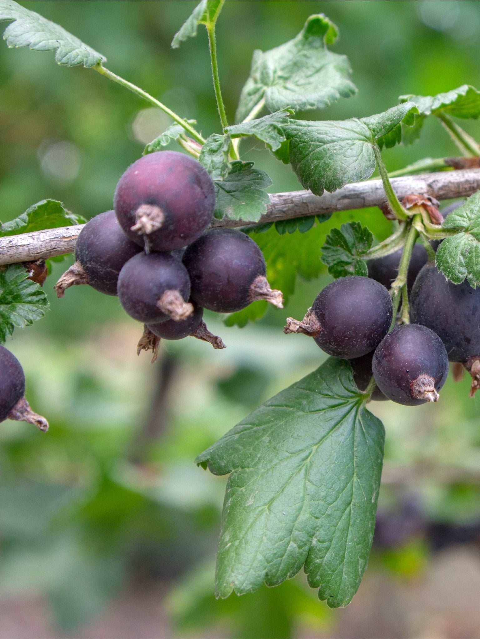Currant Plants For Sale from Raintree Nursery