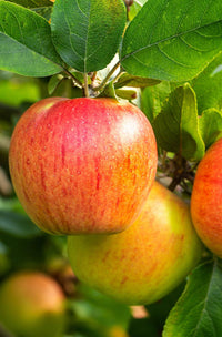 Tompkins King Apple Tree — Raintree Nursery