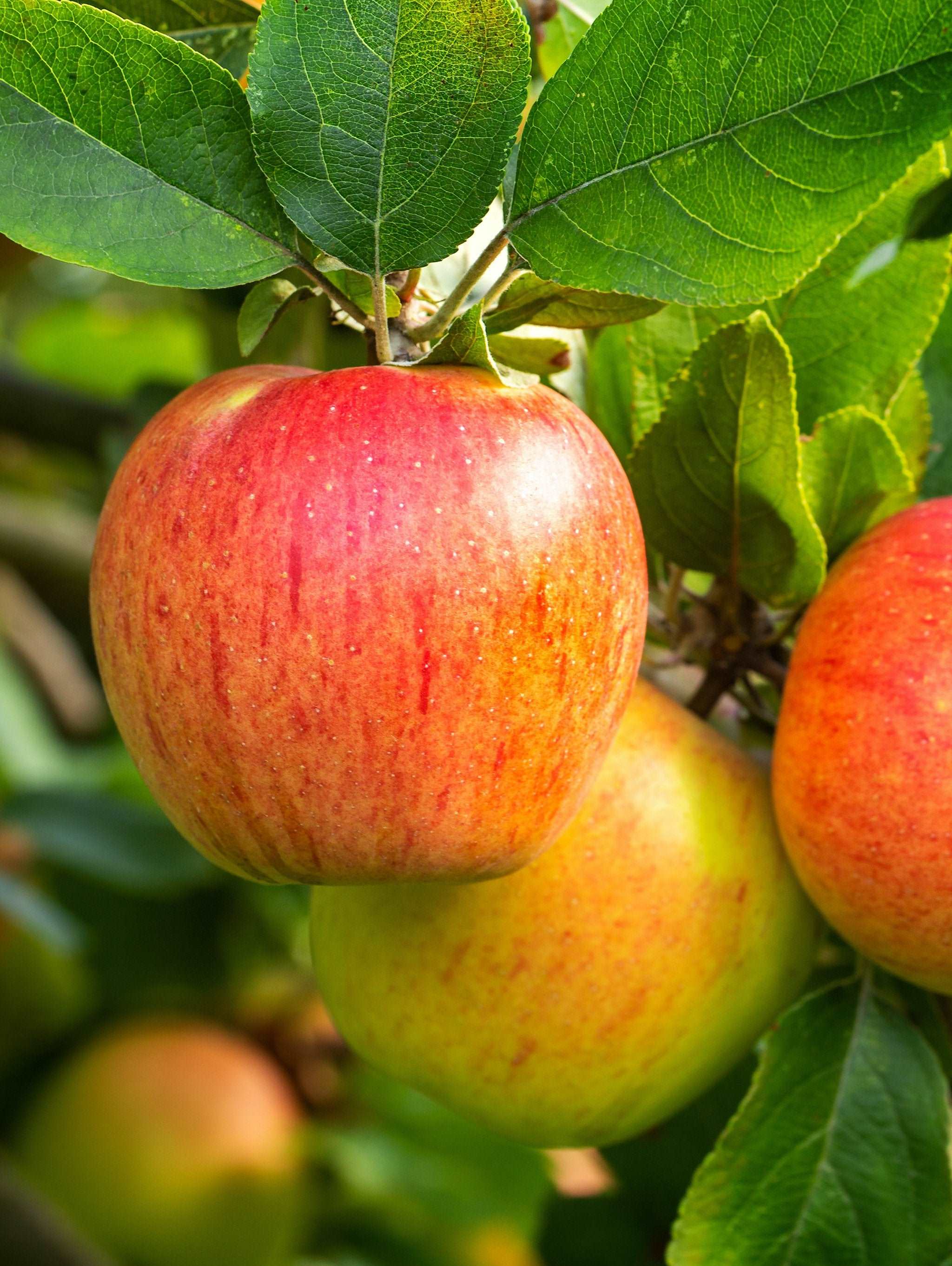 Tompkins King Apple Tree — Raintree Nursery