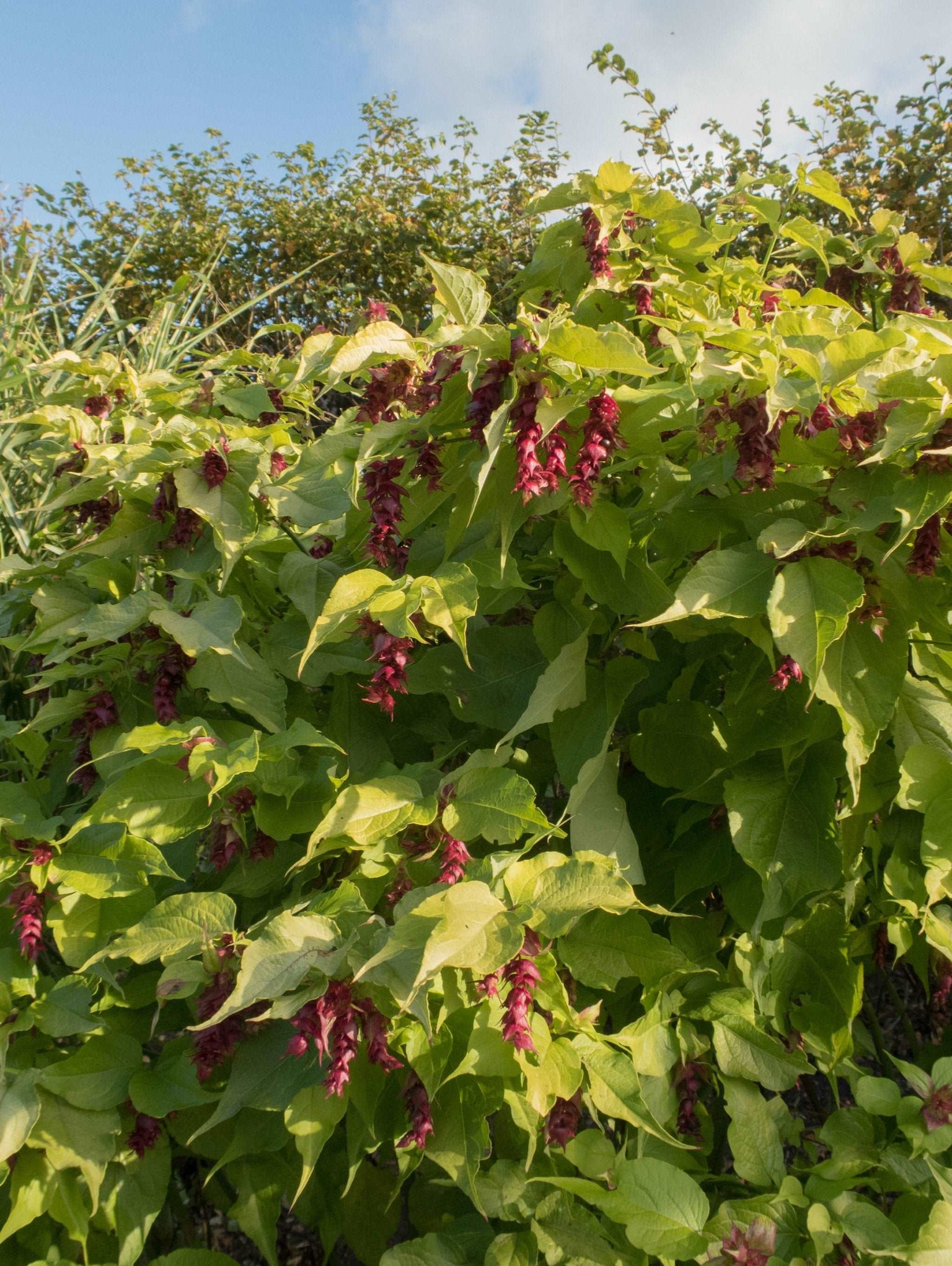 Unusual Vines — Raintree Nursery