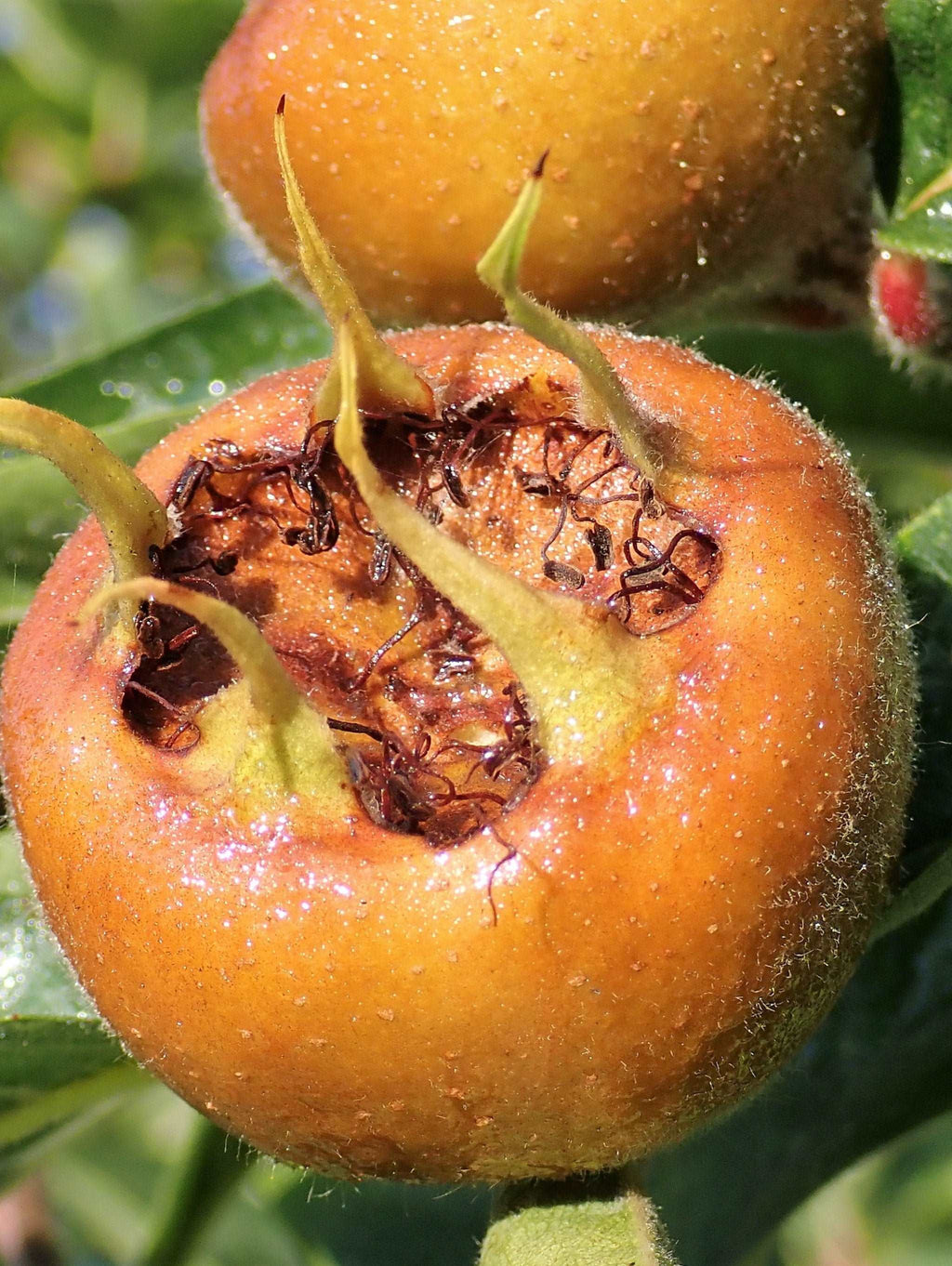 Medlar Trees — Raintree Nursery