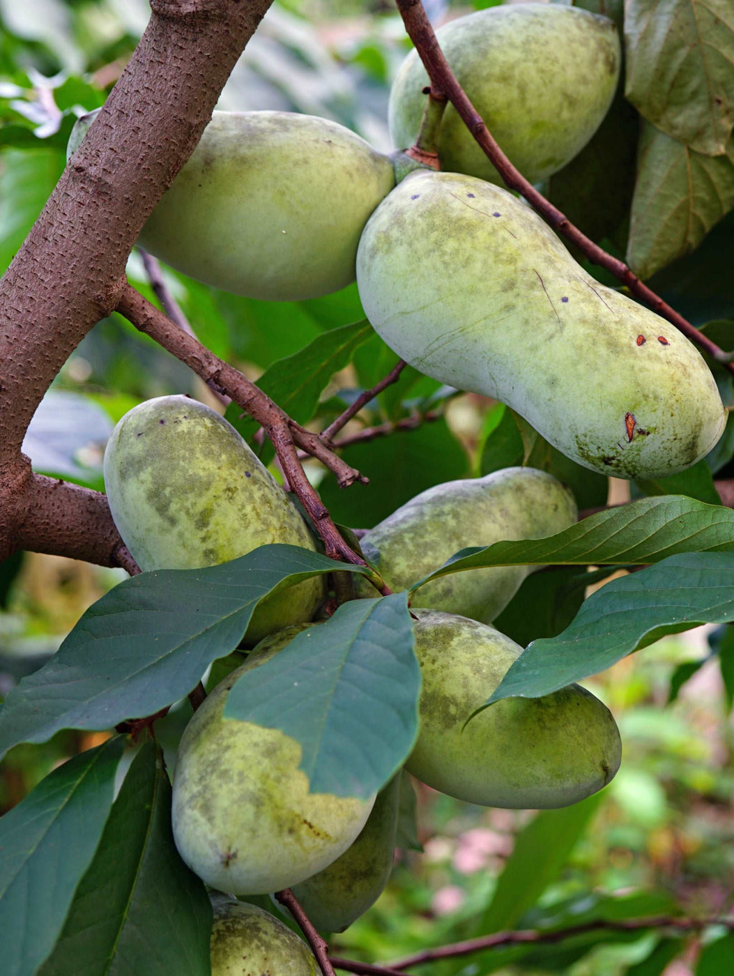 Mango Paw Paw — Raintree Nursery