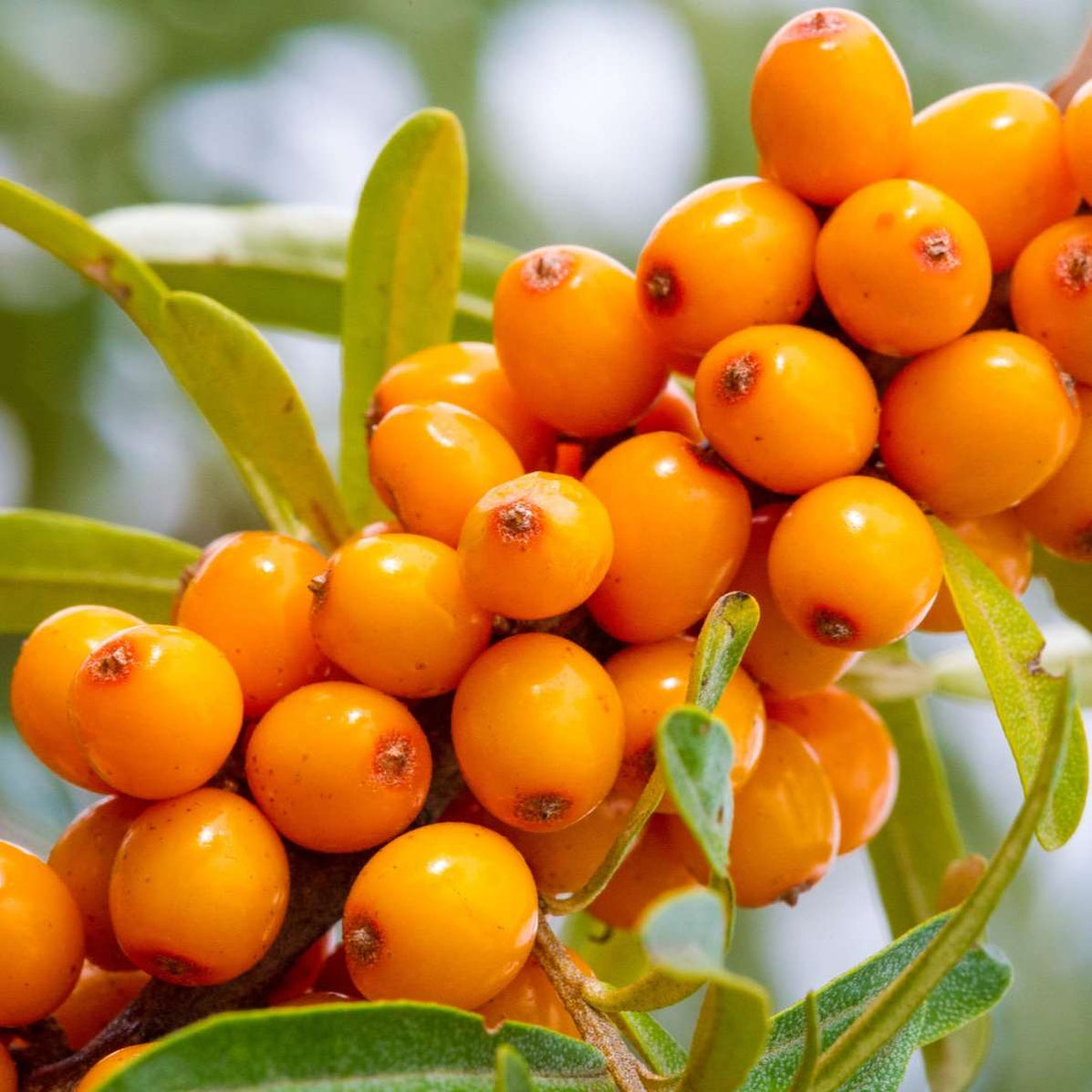 Titan™ Seaberry — Raintree Nursery