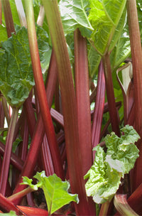 Crimson Cherry Rhubarb — Raintree Nursery