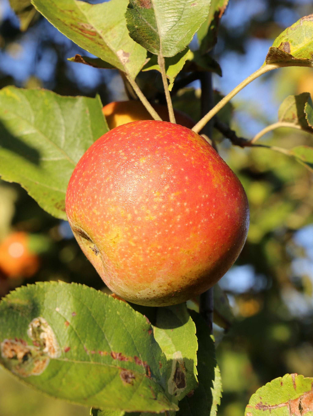 Apple Trees Online | Buy High Quality Plants | Raintree Nursery