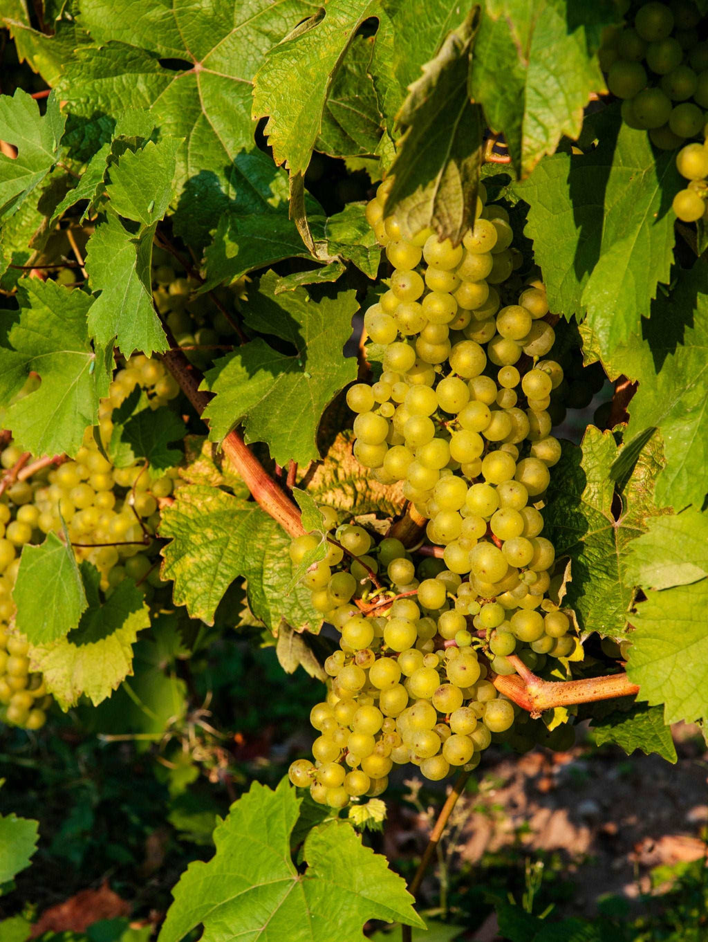 Wine Grapes — Raintree Nursery
