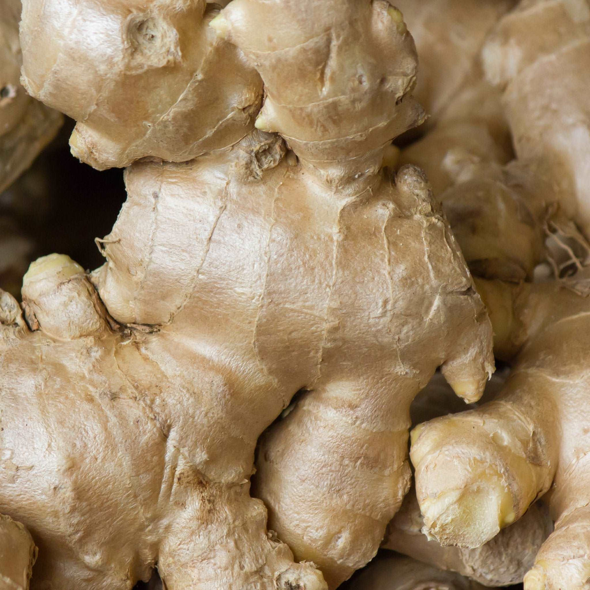 Chinese Yellow Ginger — Raintree Nursery