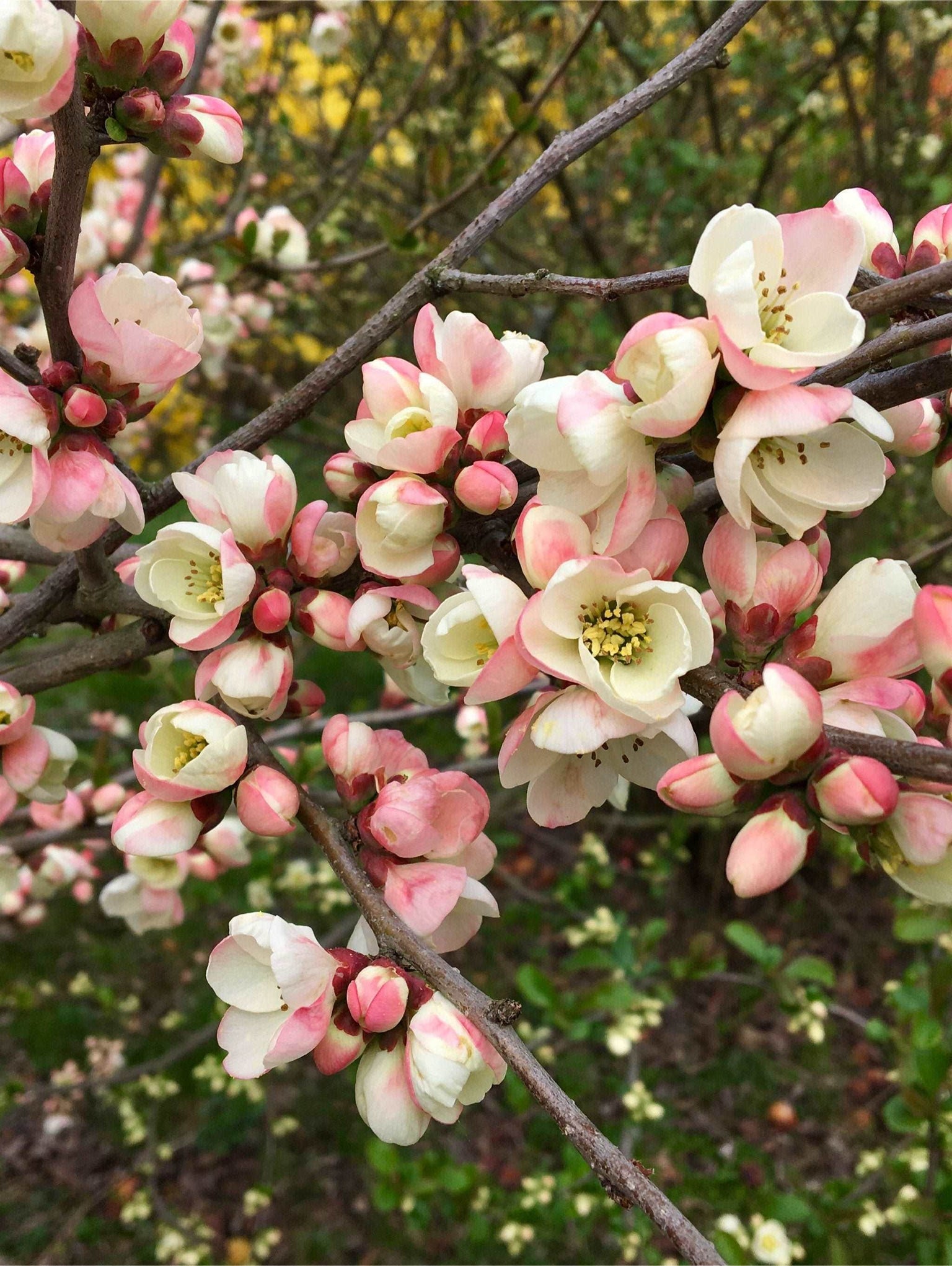 Flowering Quince