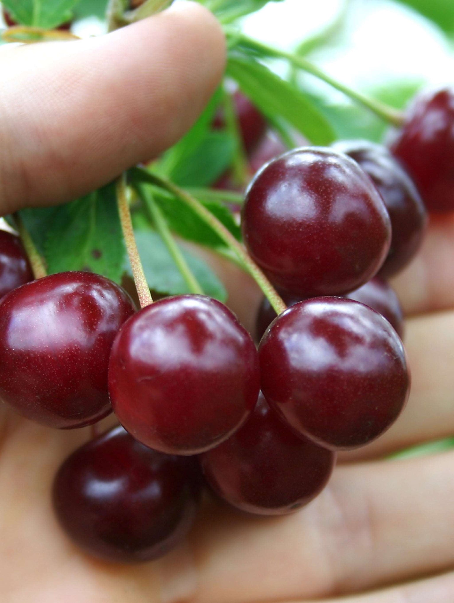 Cherry Trees to Buy | Grow Delicious Fruits | Raintree Nursery
