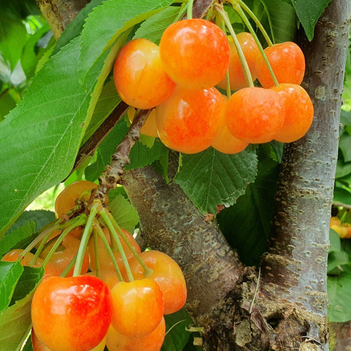 White Gold Cherry - Raintree Nursery