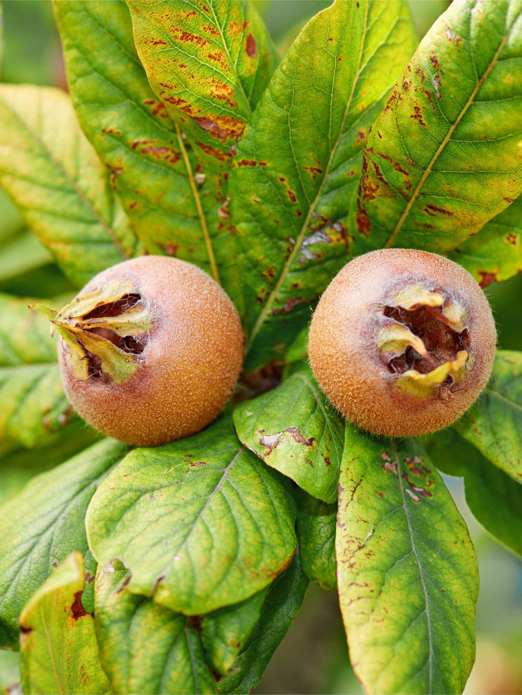 Medlar Trees