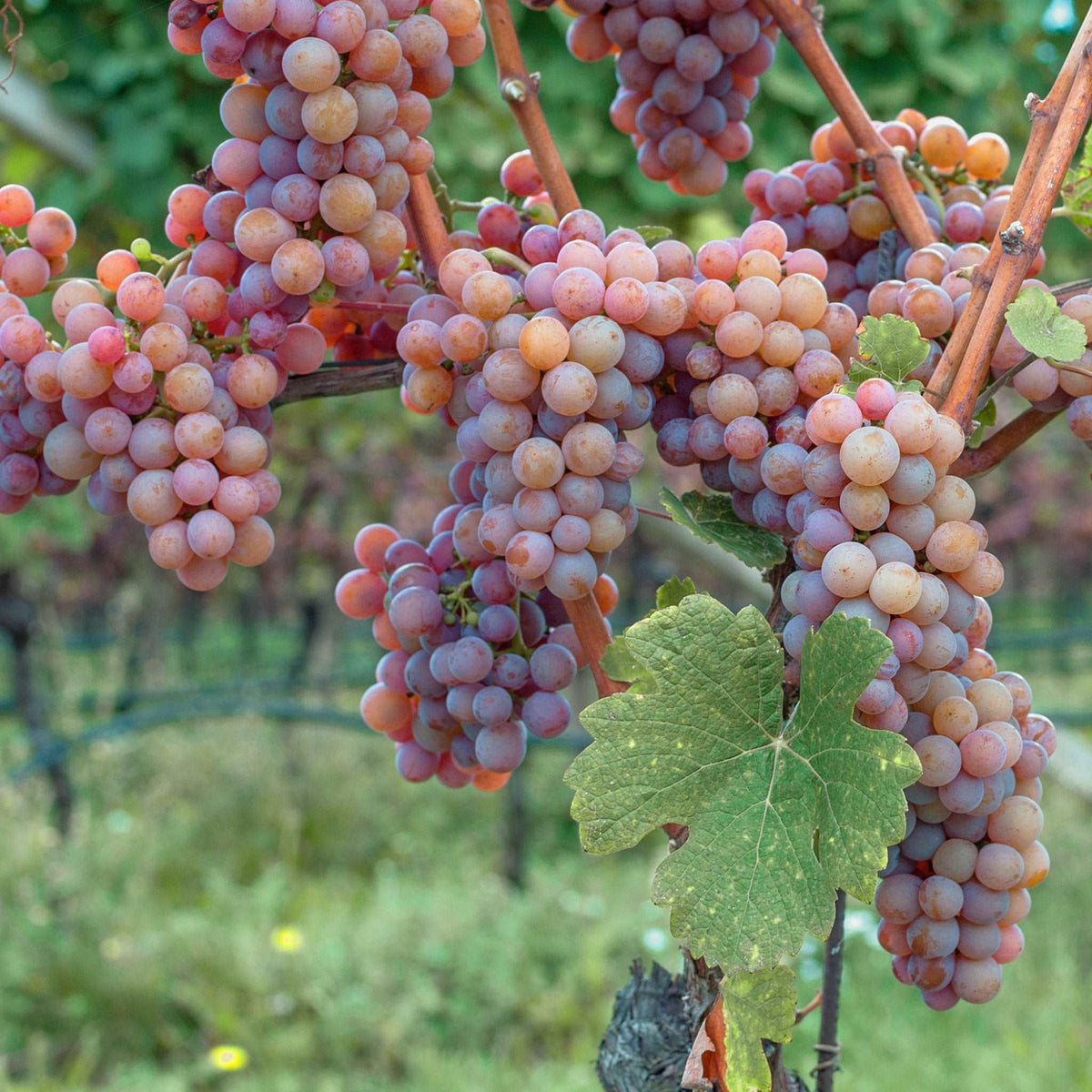 Gewurtztraminer Wine Grape — Raintree Nursery