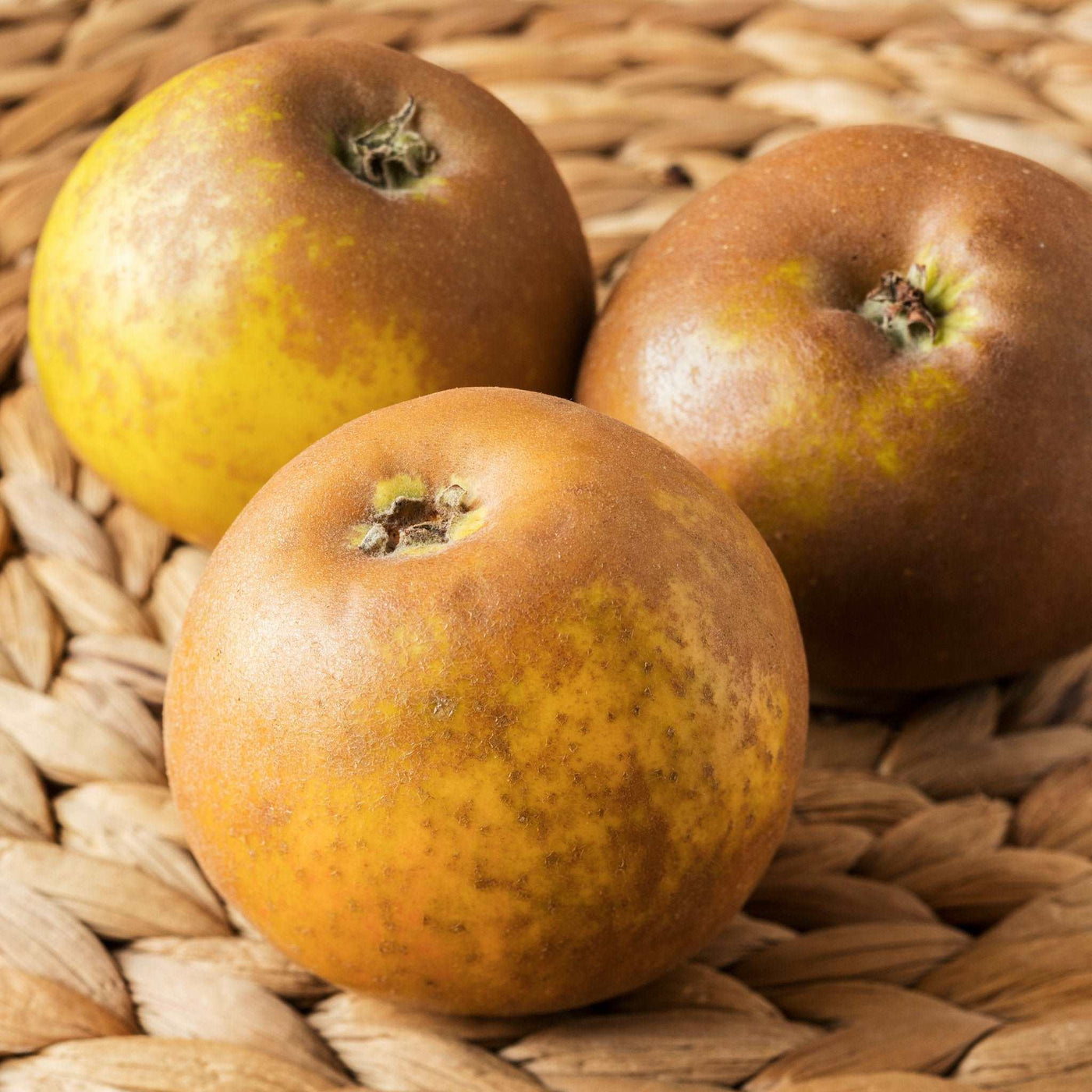 Egremont Russet Apple — Raintree Nursery