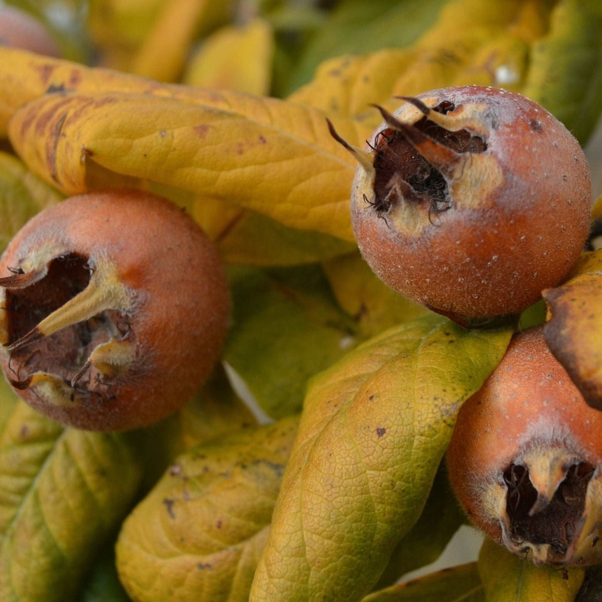 Sultan Medlar — Raintree Nursery