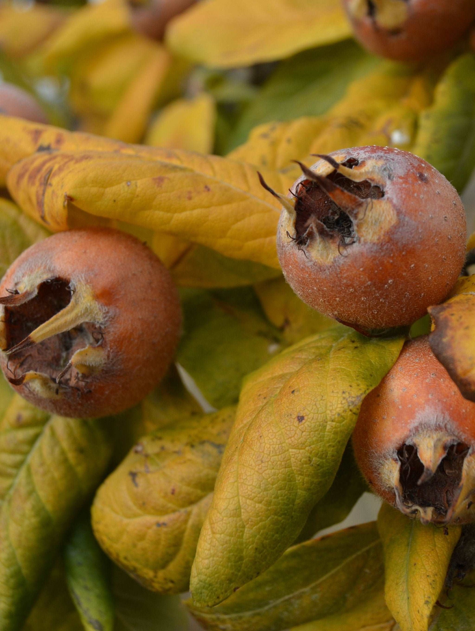 Medlar Trees — Raintree Nursery