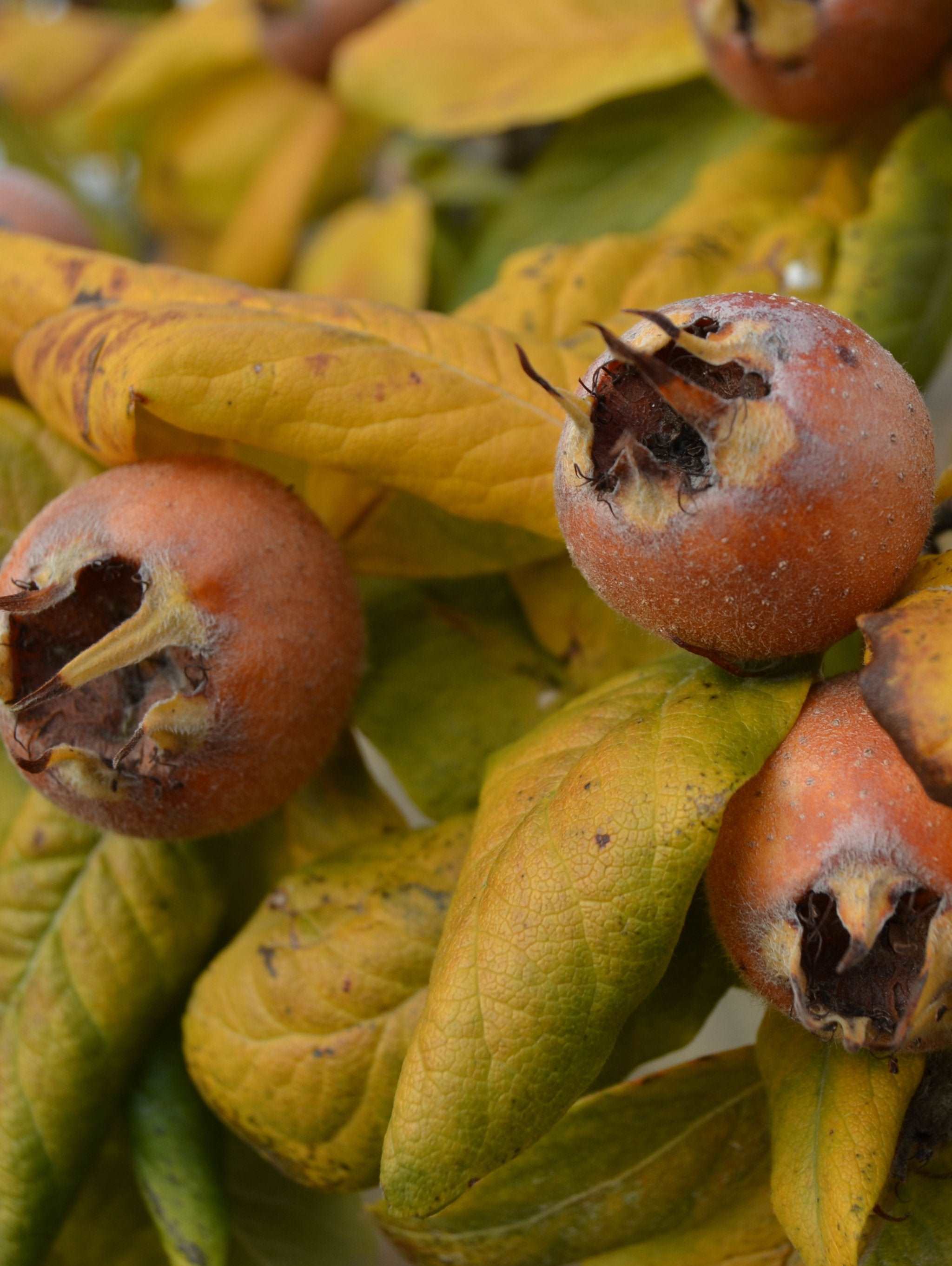 Medlar Trees