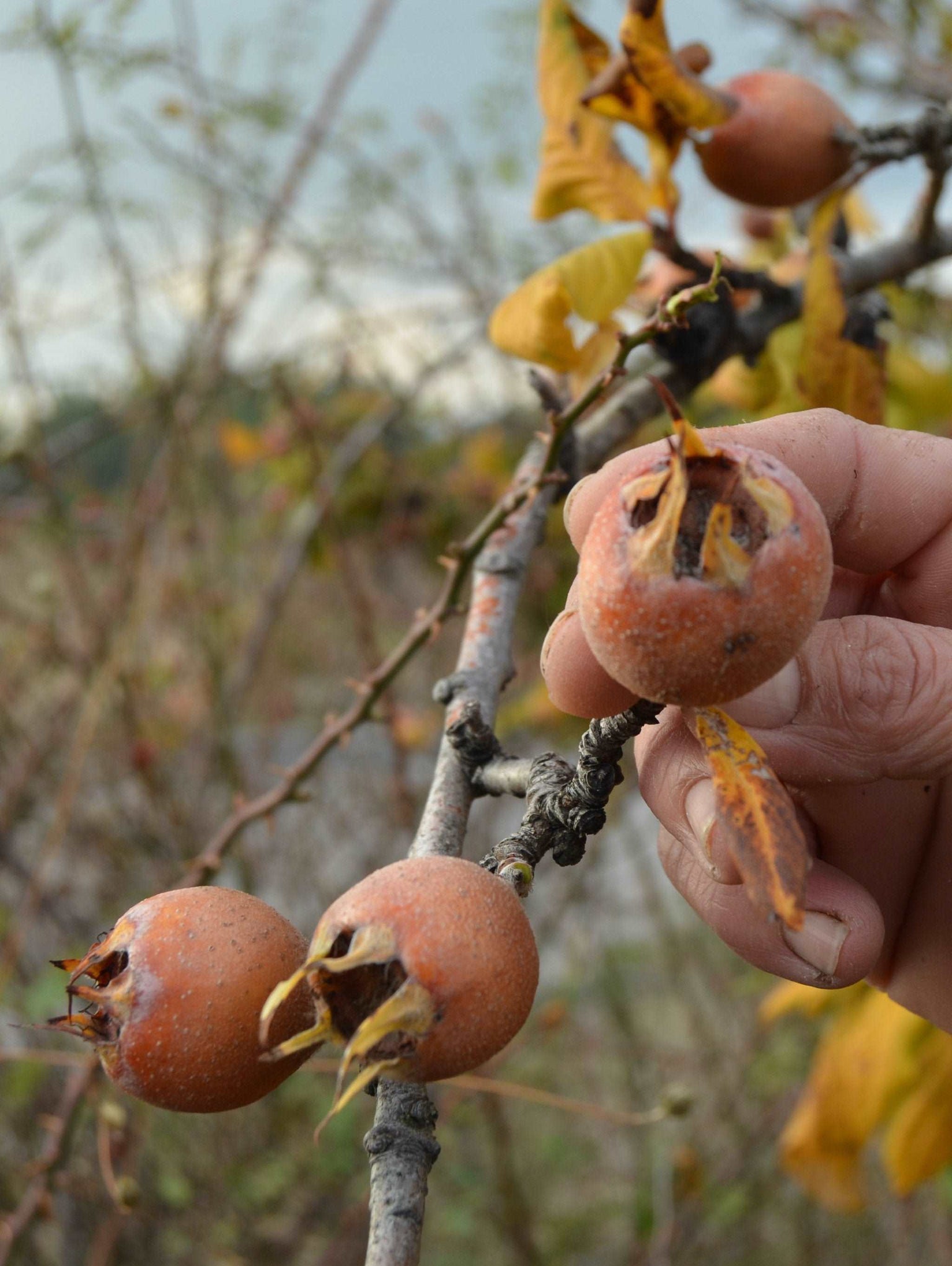 Medlar Trees — Raintree Nursery