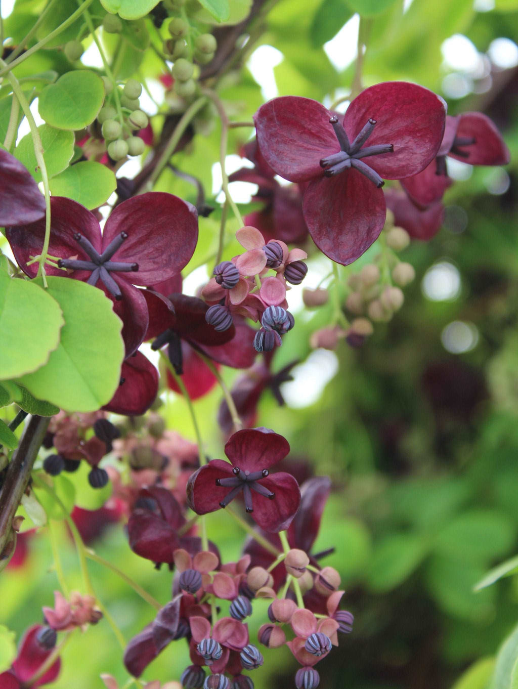 Unusual Vines — Raintree Nursery