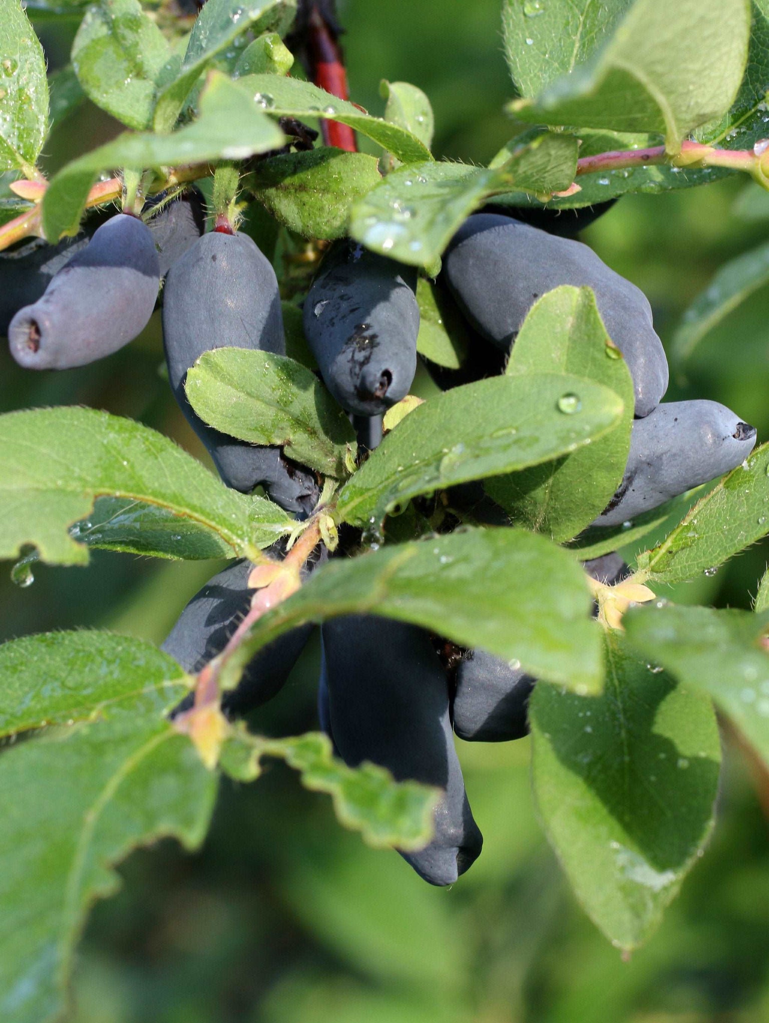 Buy Berry Plants Online | Berry Plants For Sale