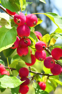 Dolgo Crabapple — Raintree Nursery