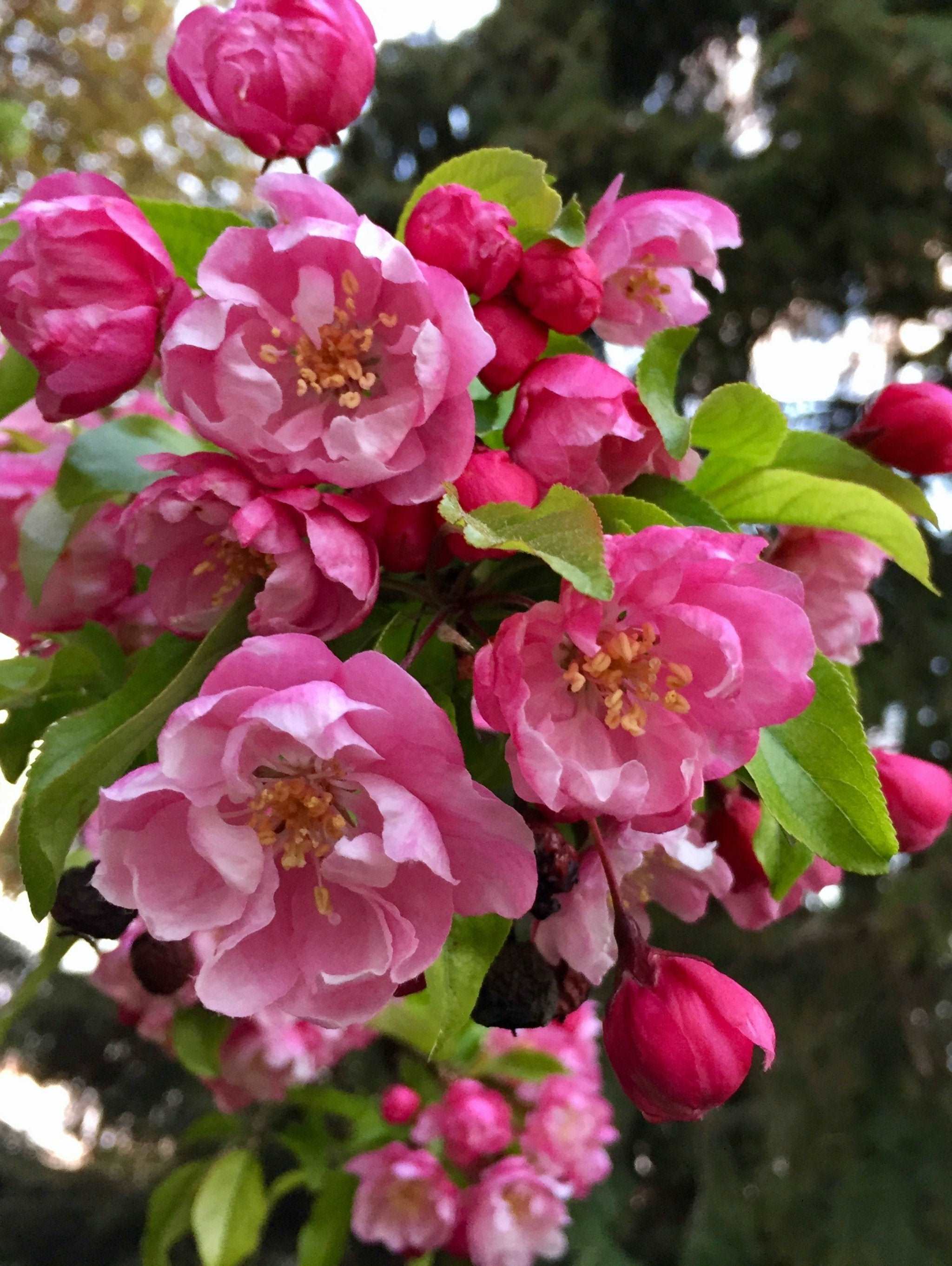 Buy Crabapple Trees
