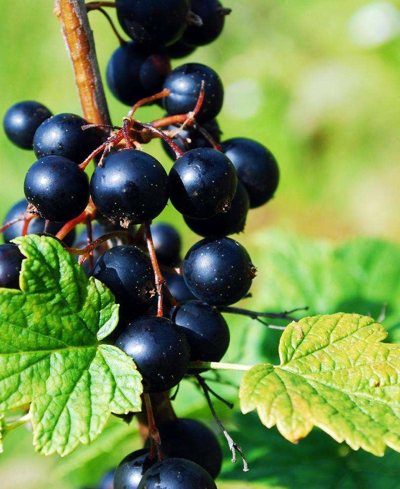 Currant Plants For Sale from Raintree Nursery