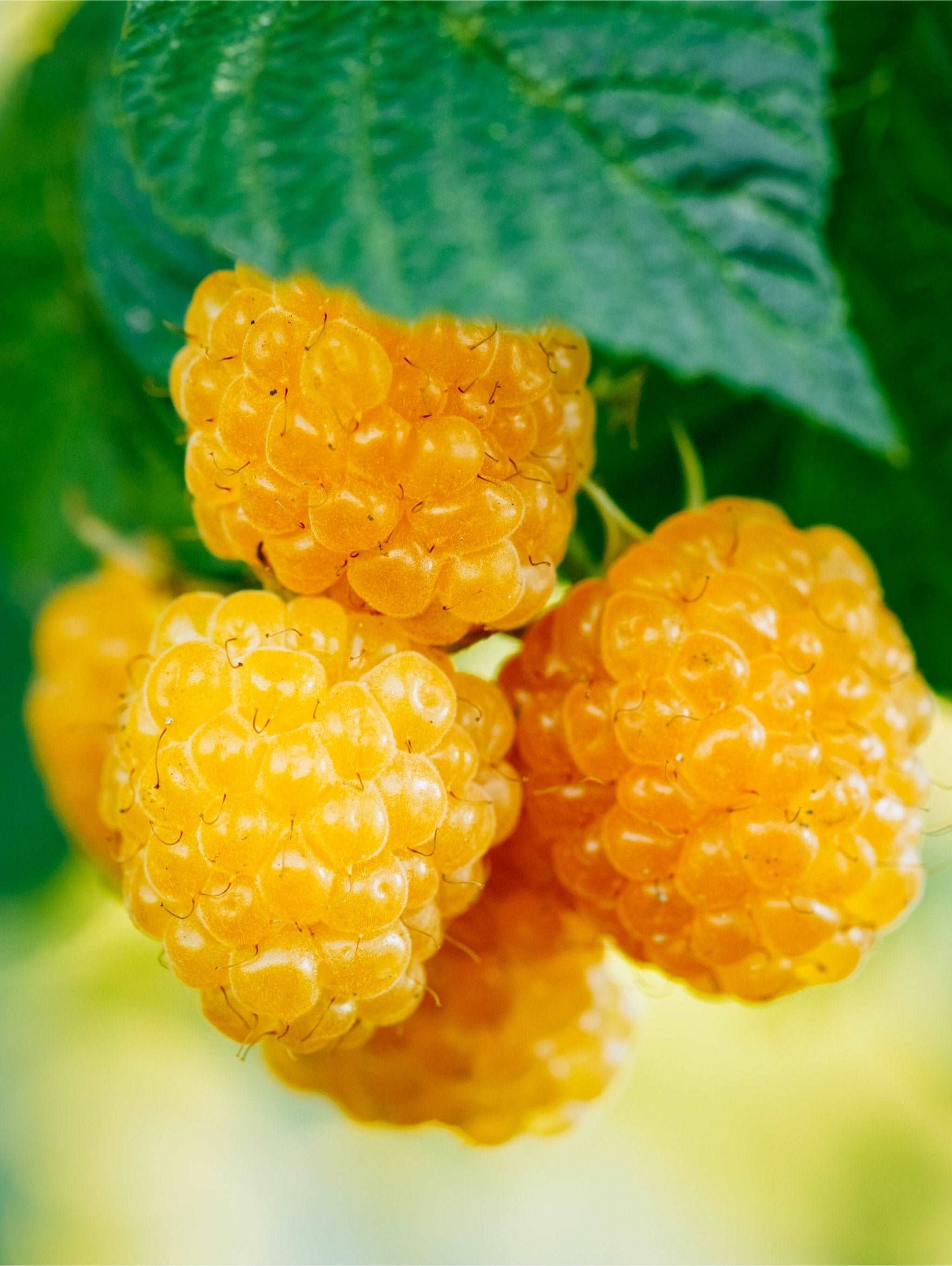 Fall Gold Raspberry — Raintree Nursery