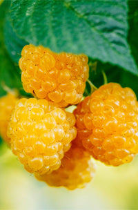 Fall Gold Raspberry — Raintree Nursery