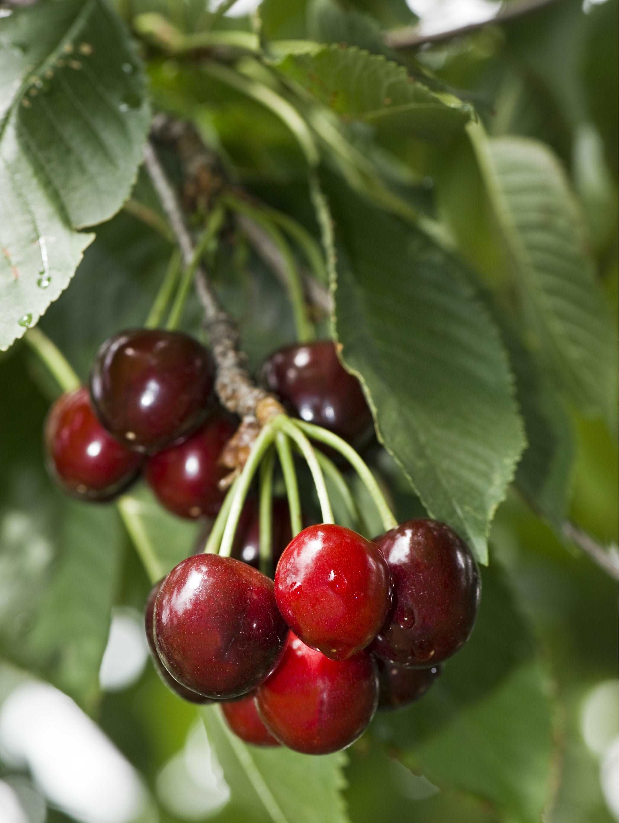 Dwarf Sweet Cherry Trees for Small Gardens | Raintree Nursery
