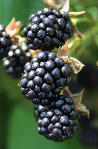 Olympic Berry — Raintree Nursery